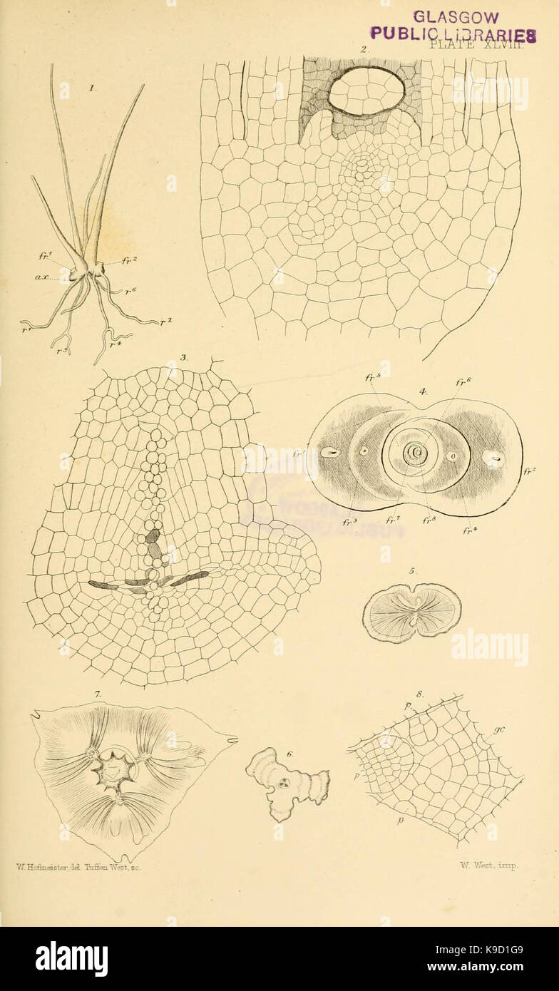 On the germination, development, and fructification of the higher ...