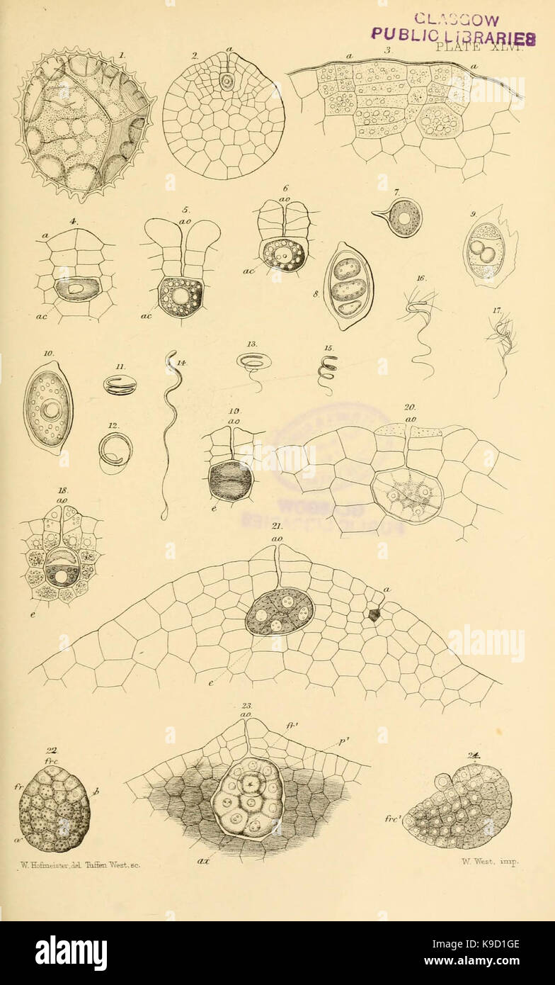On the germination, development, and fructification of the higher ...