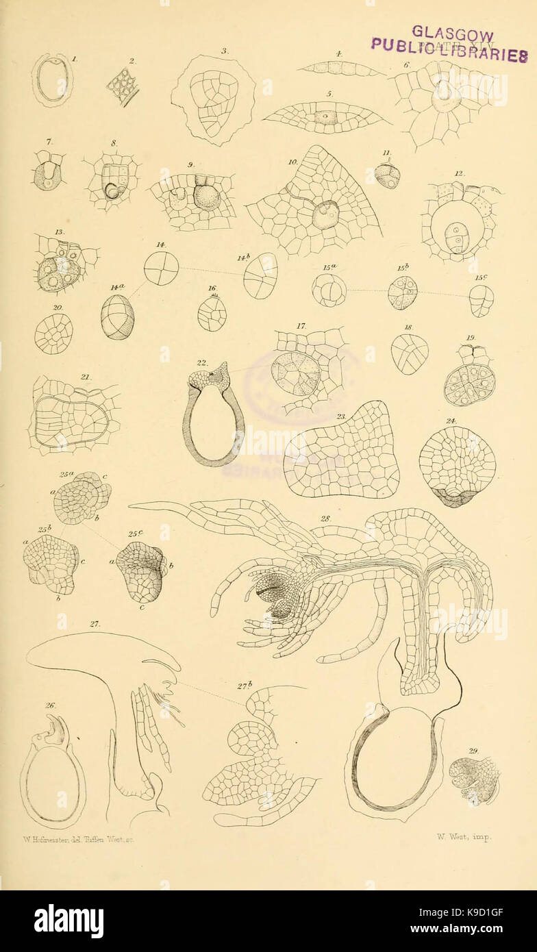On the germination, development, and fructification of the higher ...