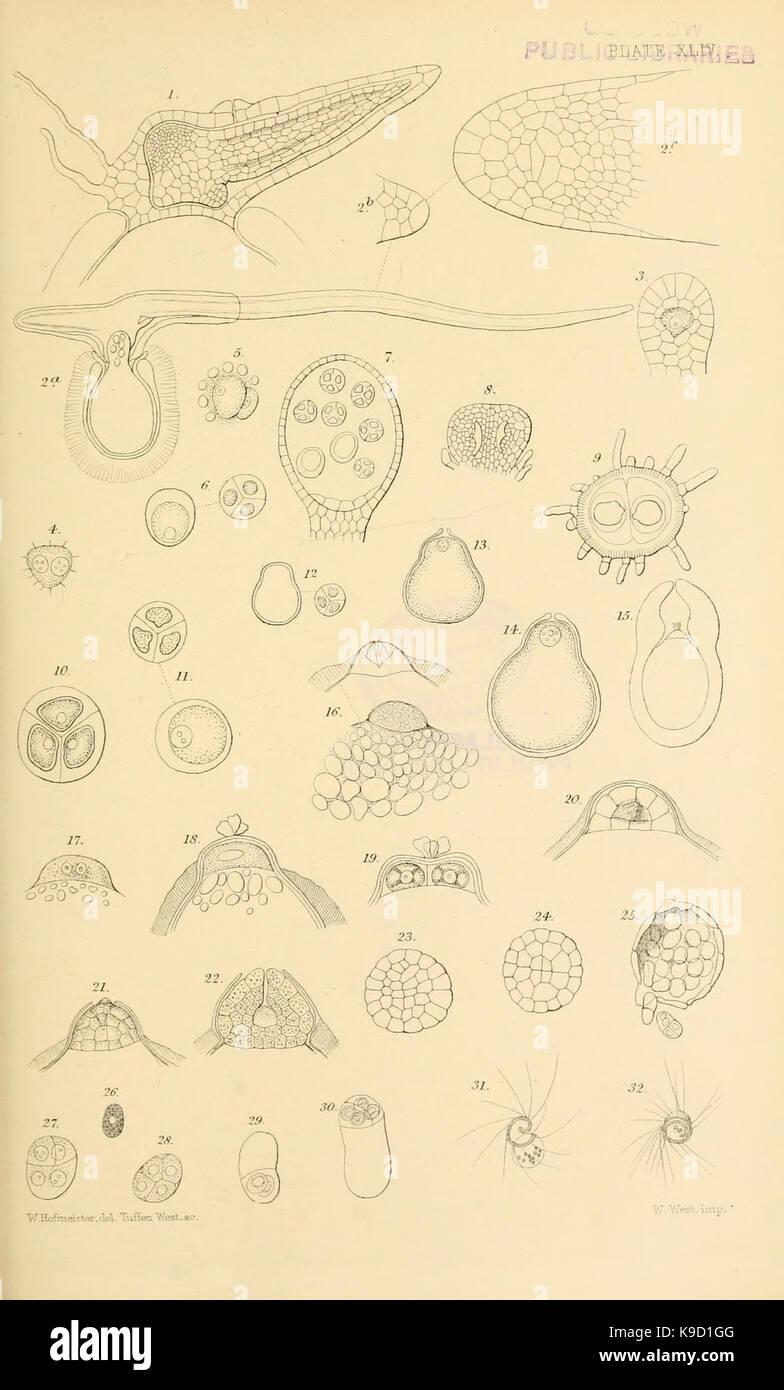 On the germination, development, and fructification of the higher ...