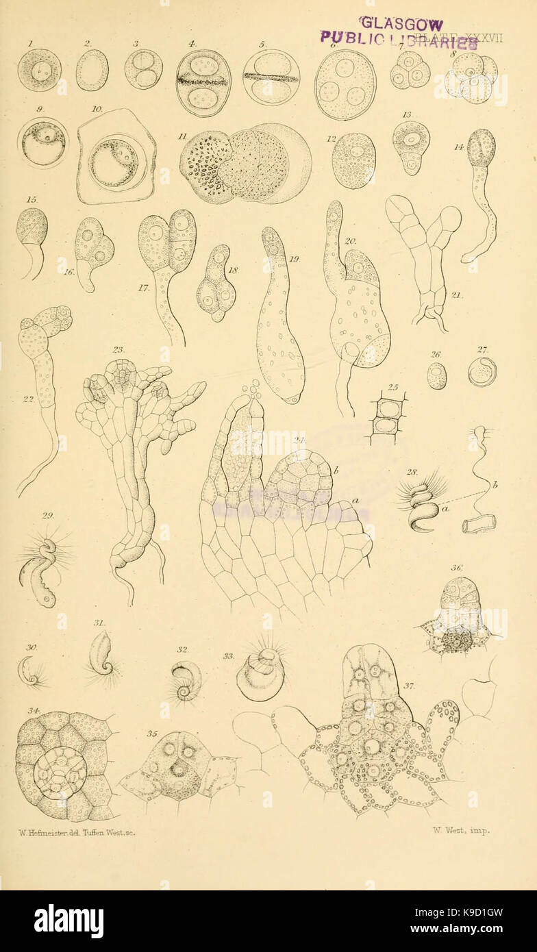 On the germination, development, and fructification of the higher ...