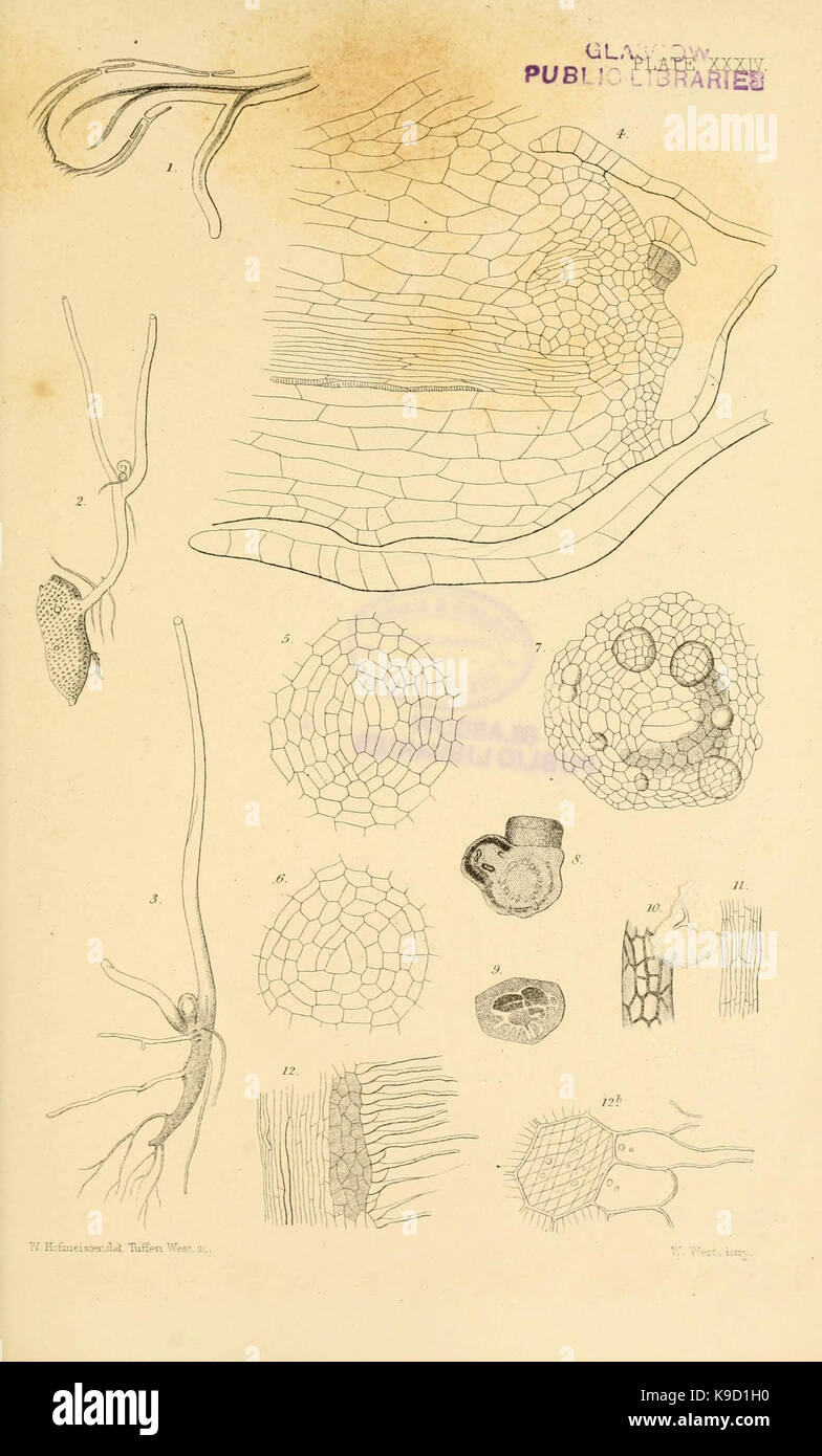 On the germination, development, and fructification of the higher ...