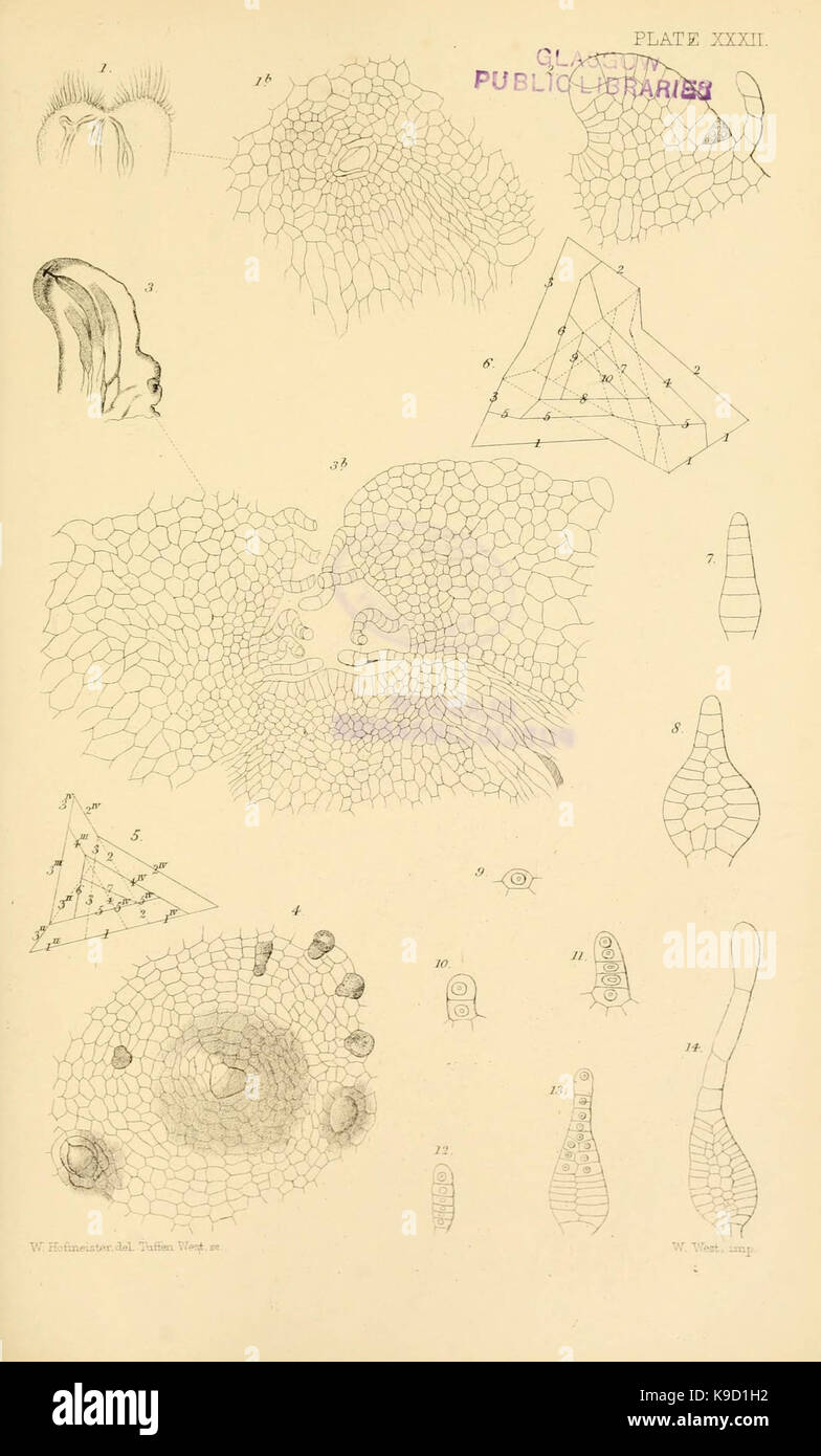 On the germination, development, and fructification of the higher ...