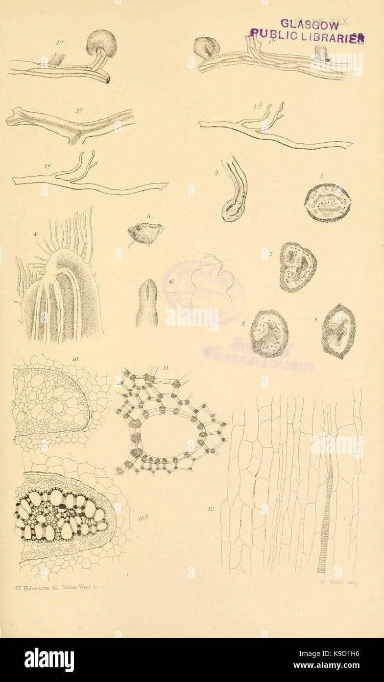On the germination, development, and fructification of the higher ...