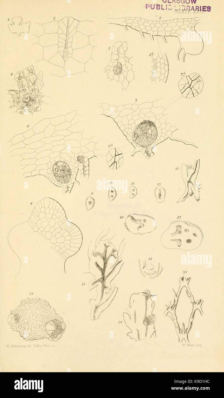 On the germination, development, and fructification of the higher ...