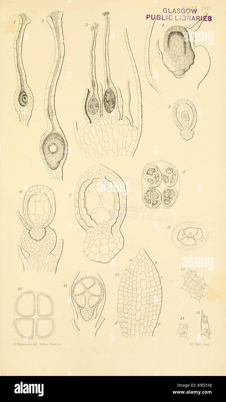 On the germination, development, and fructification of the higher ...