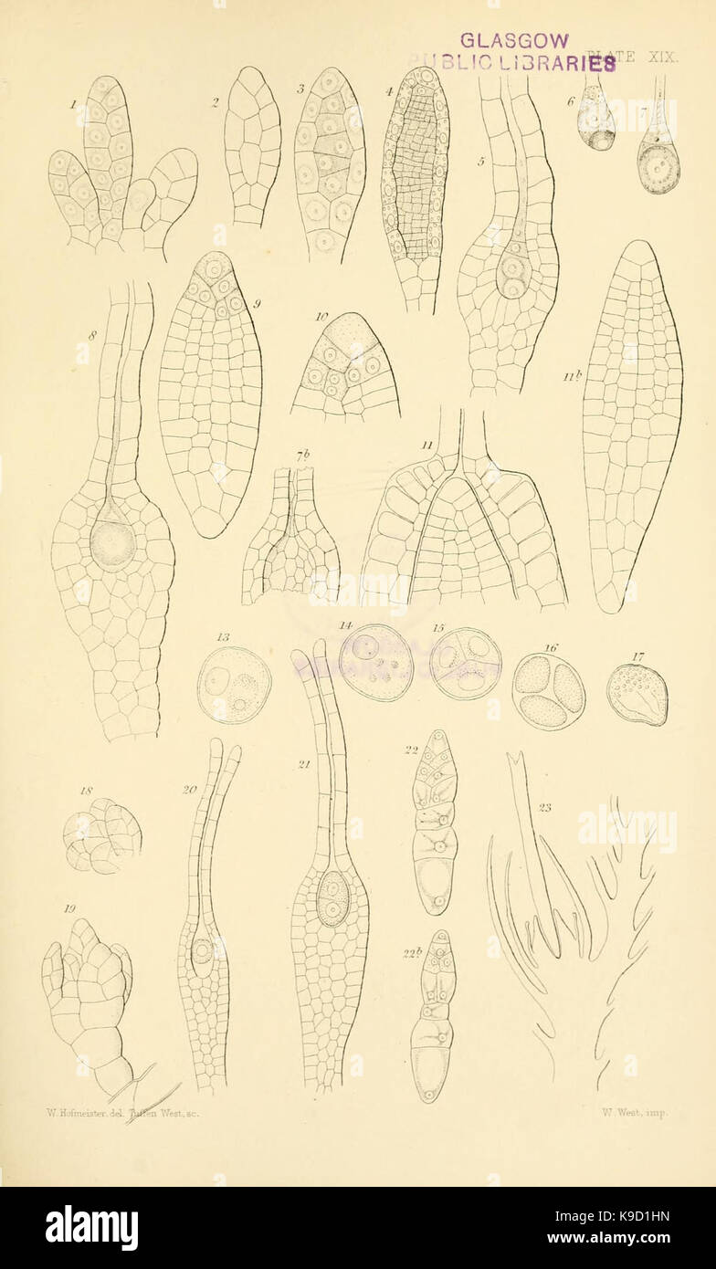 On the germination, development, and fructification of the higher ...