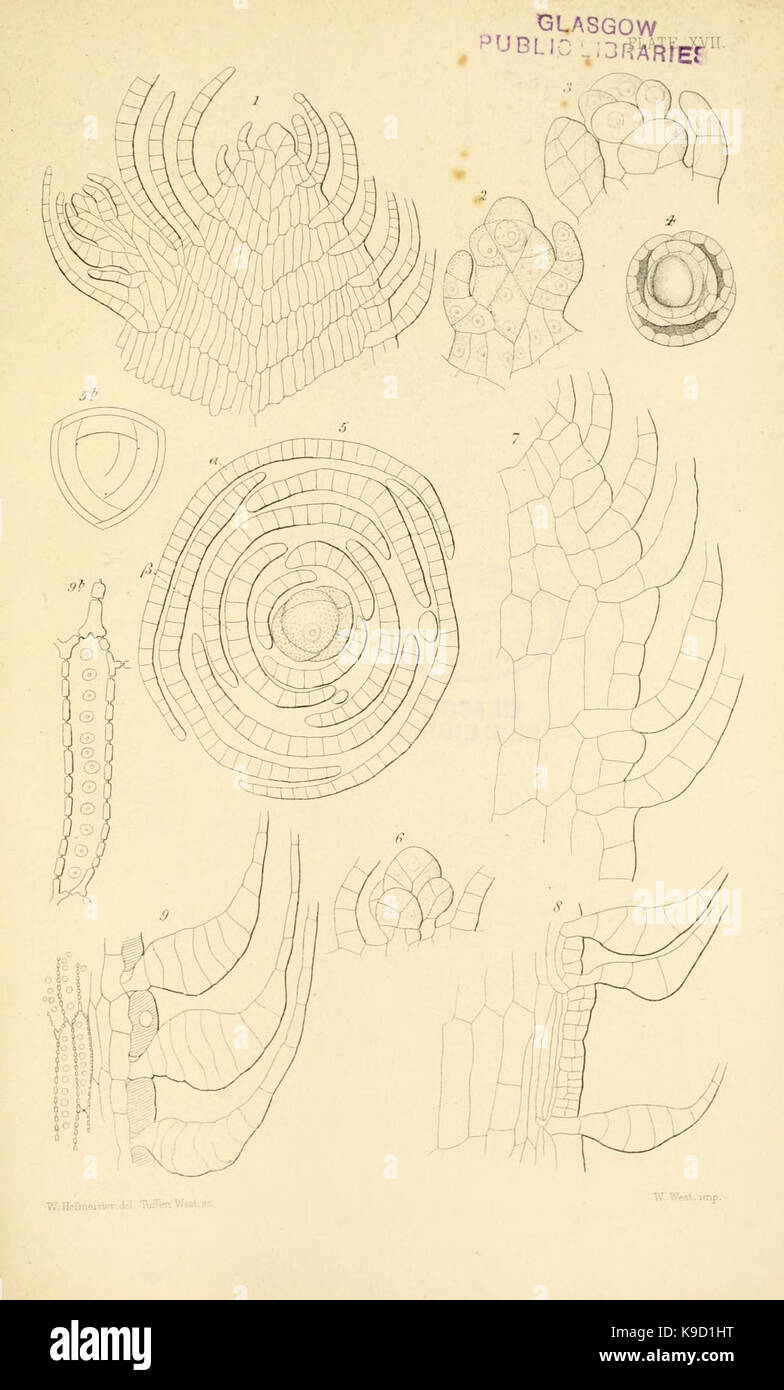 On the germination, development, and fructification of the higher ...
