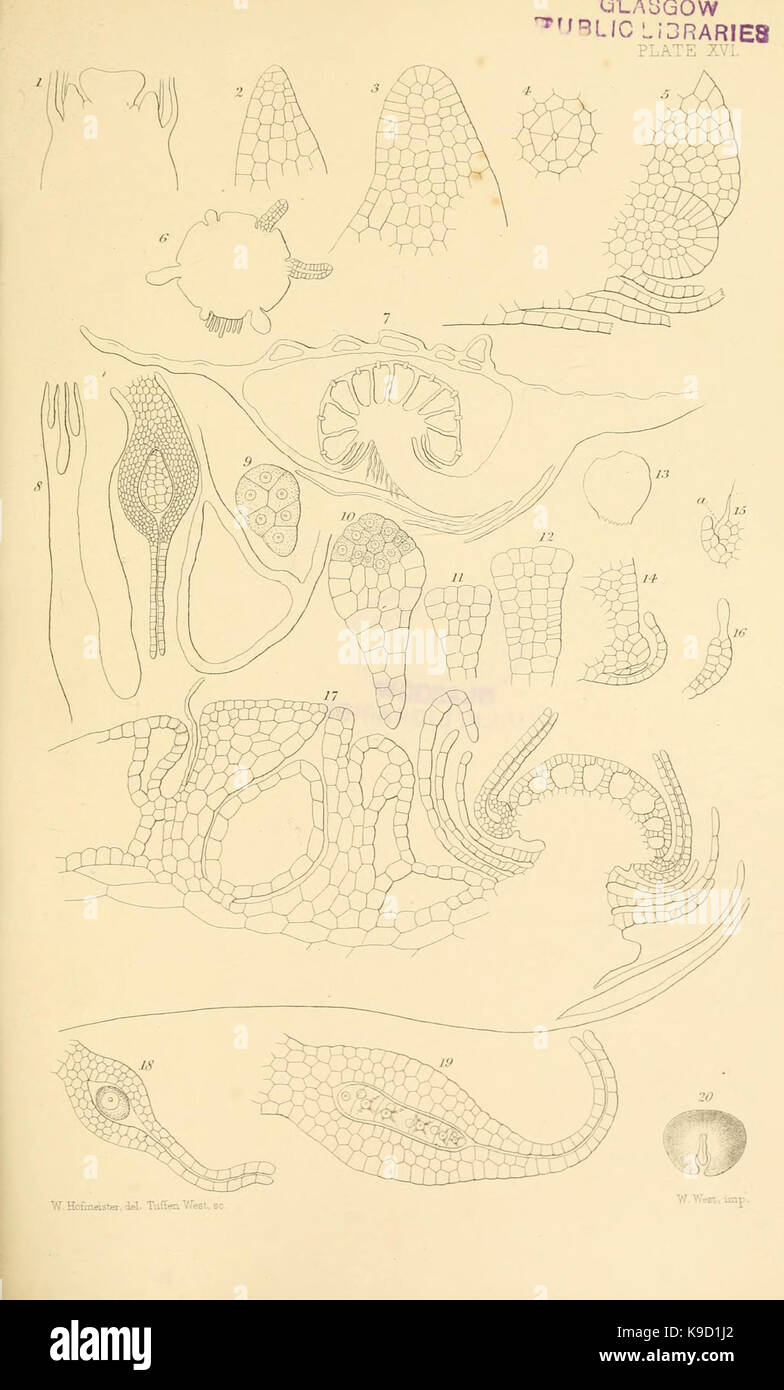 On the germination, development, and fructification of the higher ...