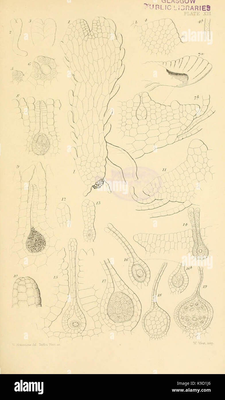 On the germination, development, and fructification of the higher ...