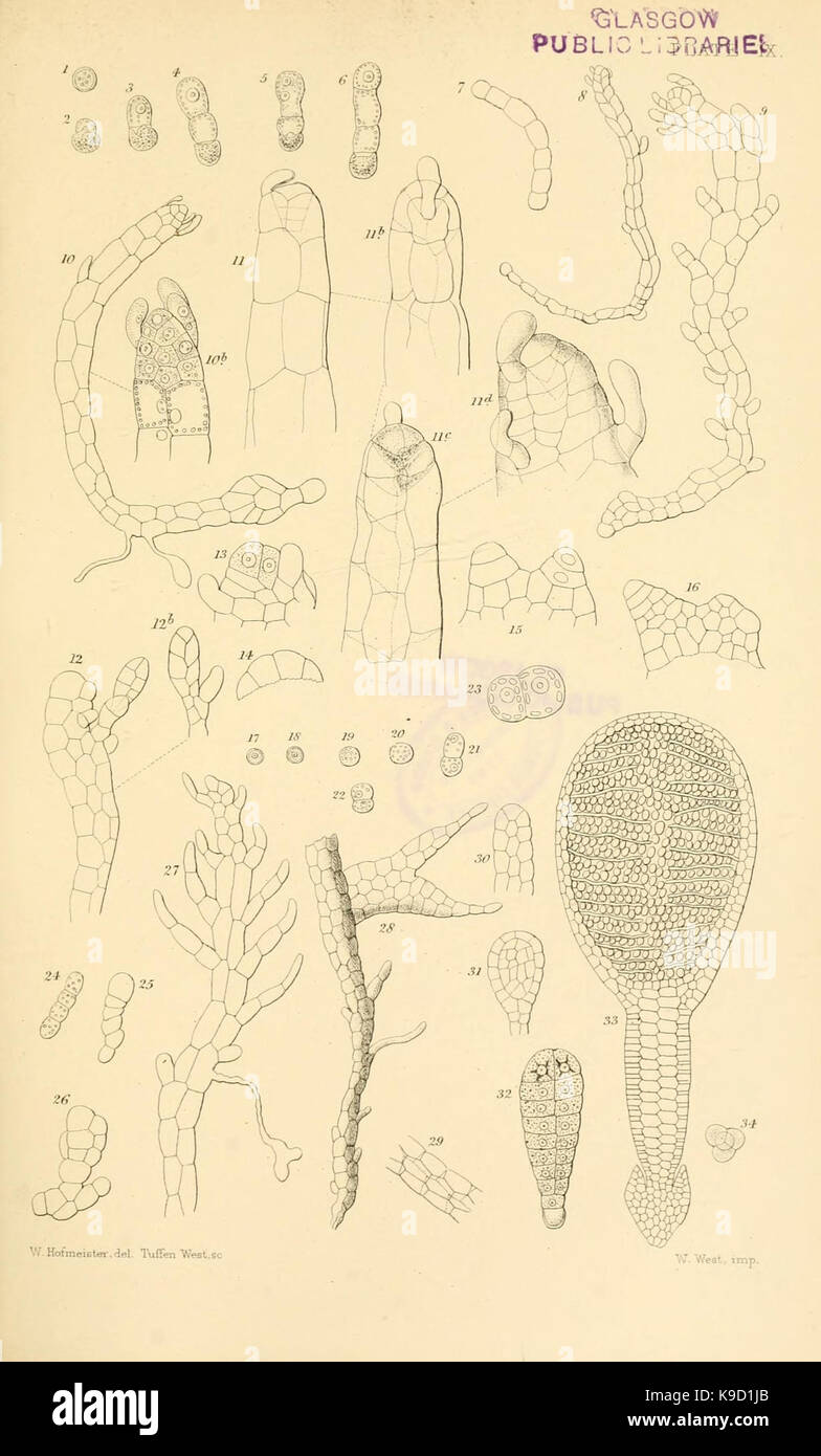 On the germination, development, and fructification of the higher ...