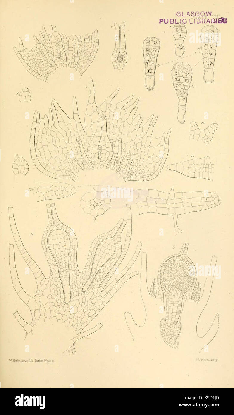 On the germination, development, and fructification of the higher ...