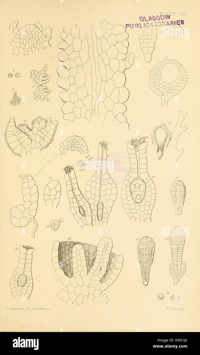 On the germination, development, and fructification of the higher ...