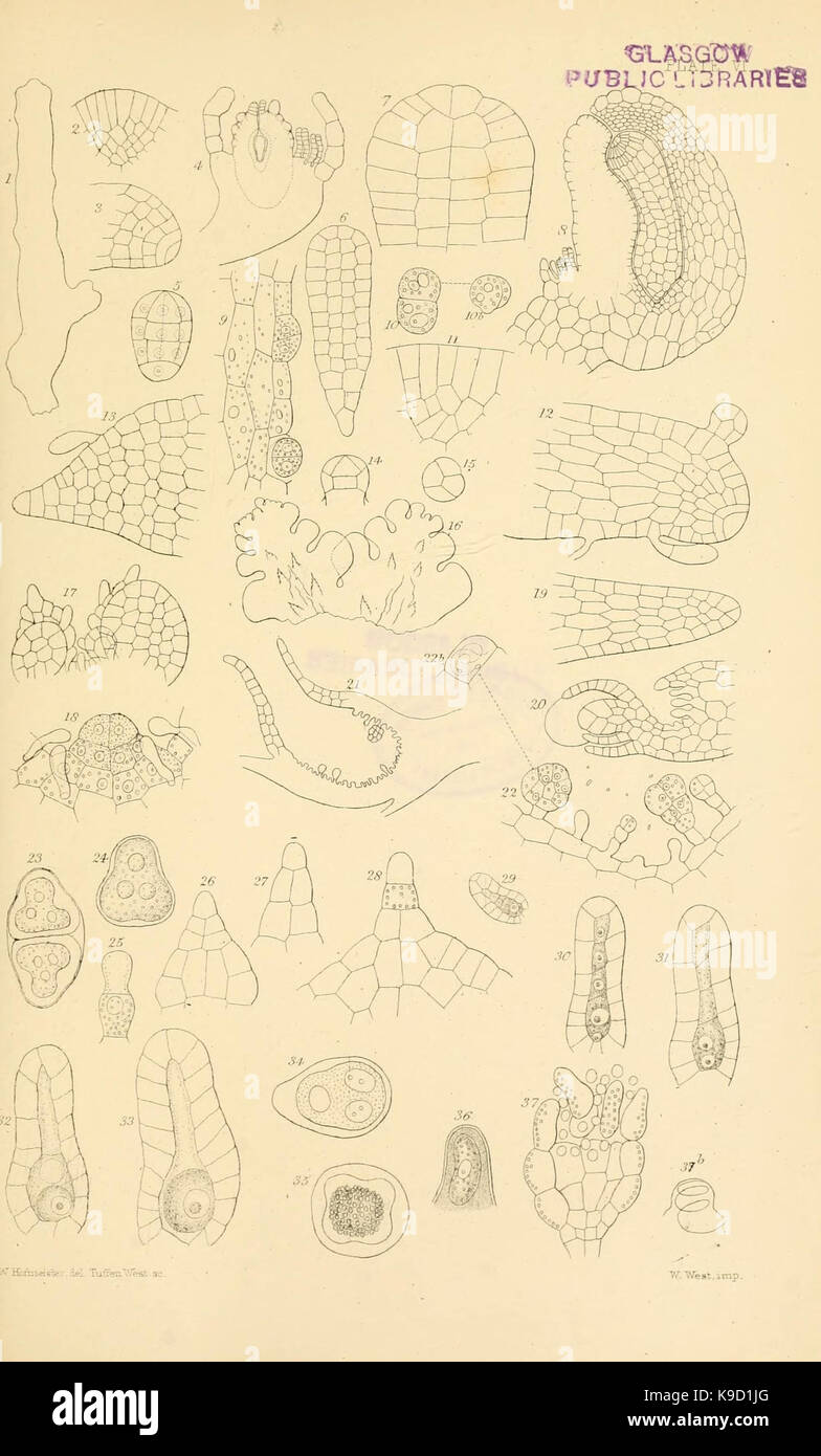 On the germination, development, and fructification of the higher ...