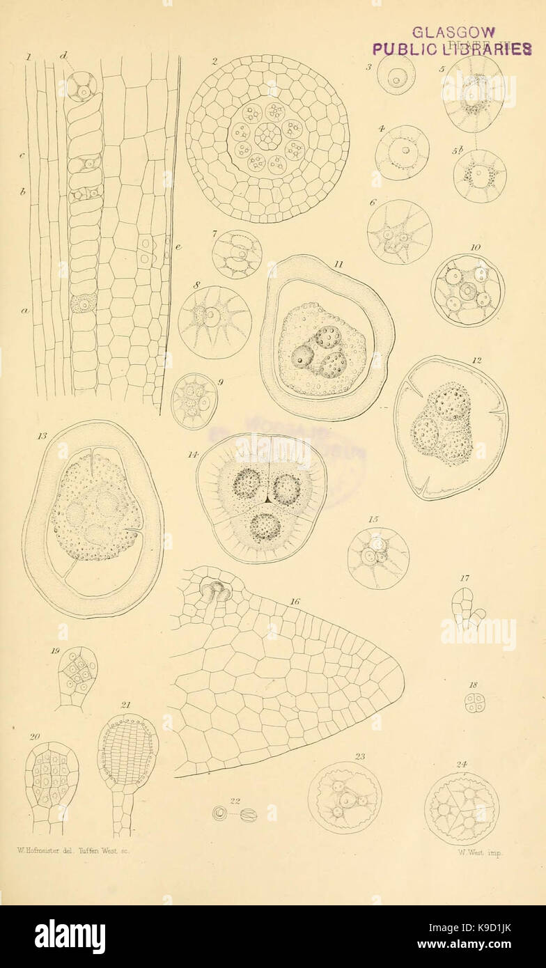 On the germination, development, and fructification of the higher ...