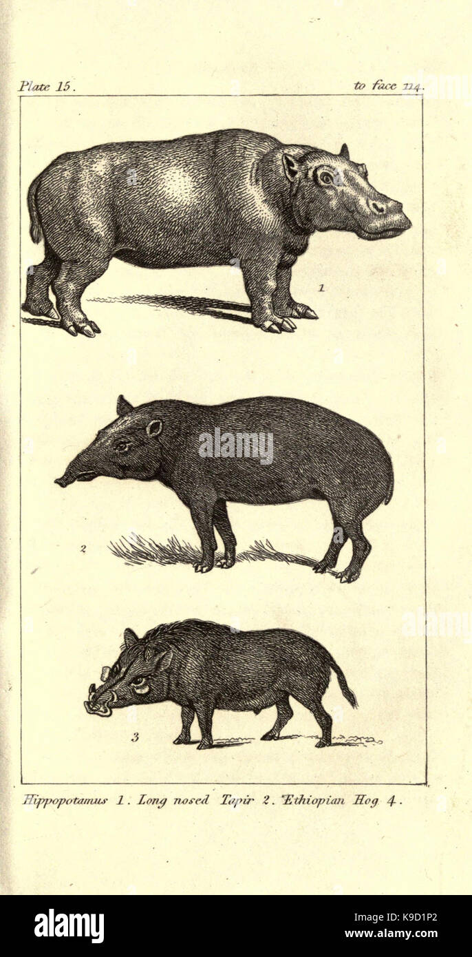 Natural history of animals (Plate 15) (8077090370 Stock Photo - Alamy