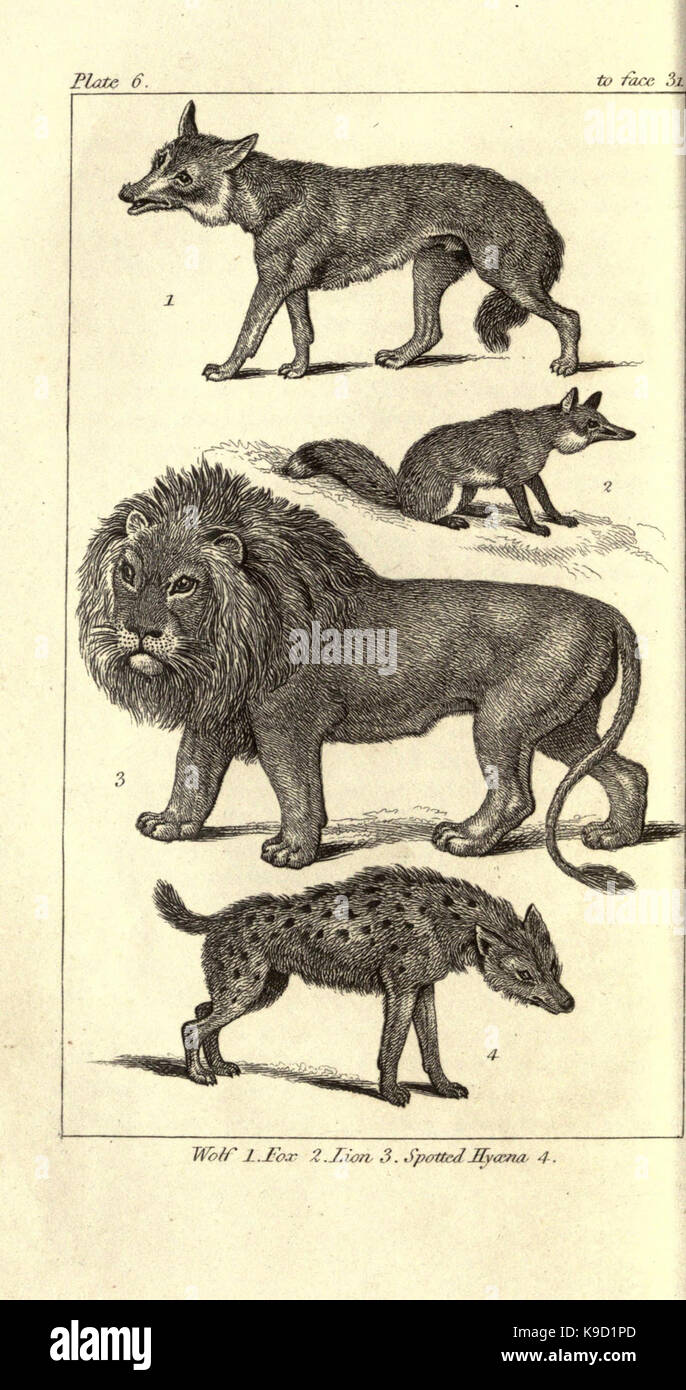 Natural history of animals (Plate 6) (8077083450 Stock Photo - Alamy