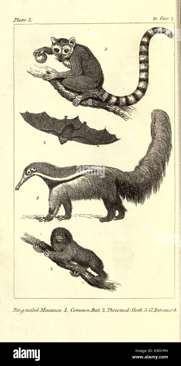 Natural history of animals (Plate 2) (8077081072 Stock Photo - Alamy