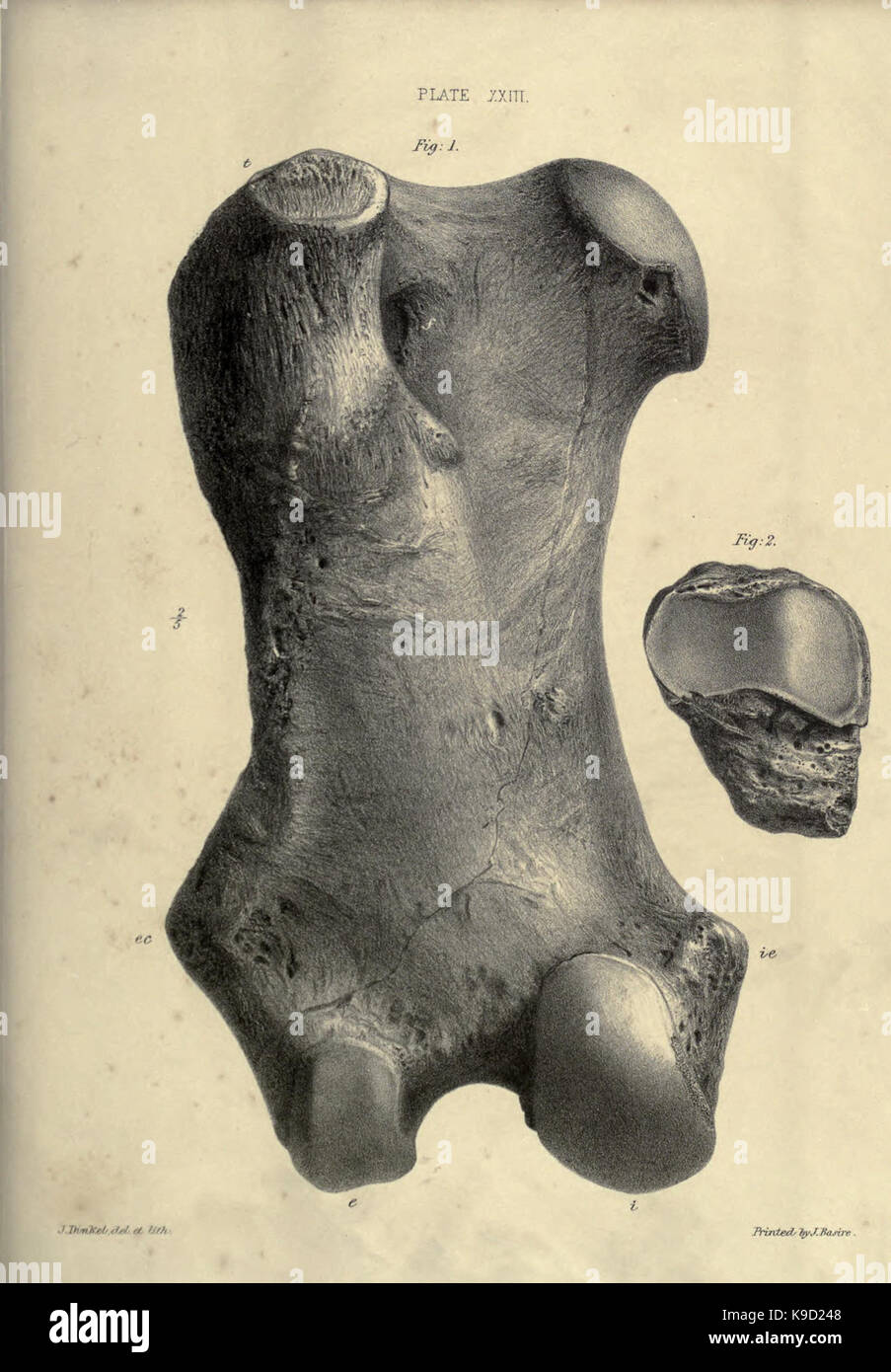 Prehistoric giant ground sloth hi-res stock photography and images - Alamy