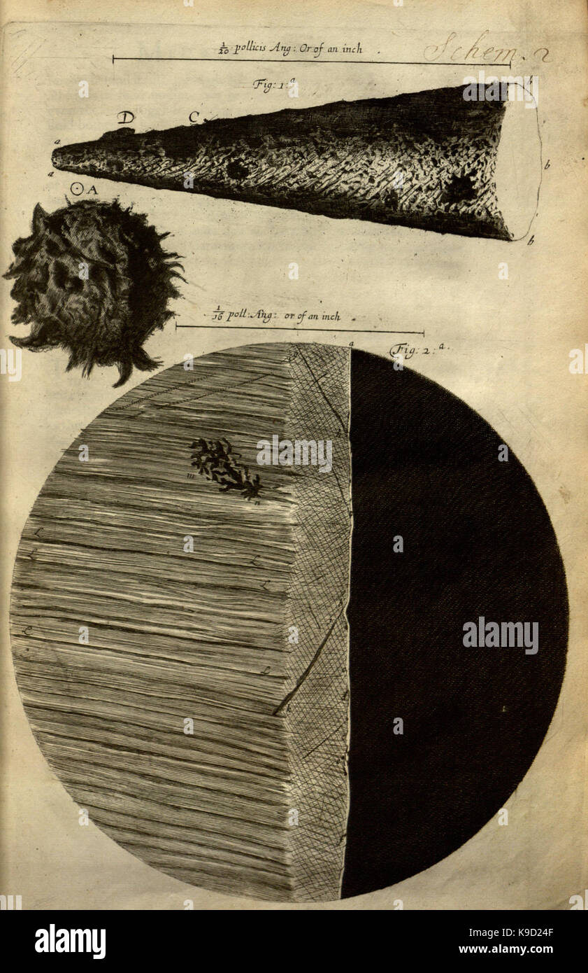 Micrographia, or, Some physiological descriptions of minute bodies made ...