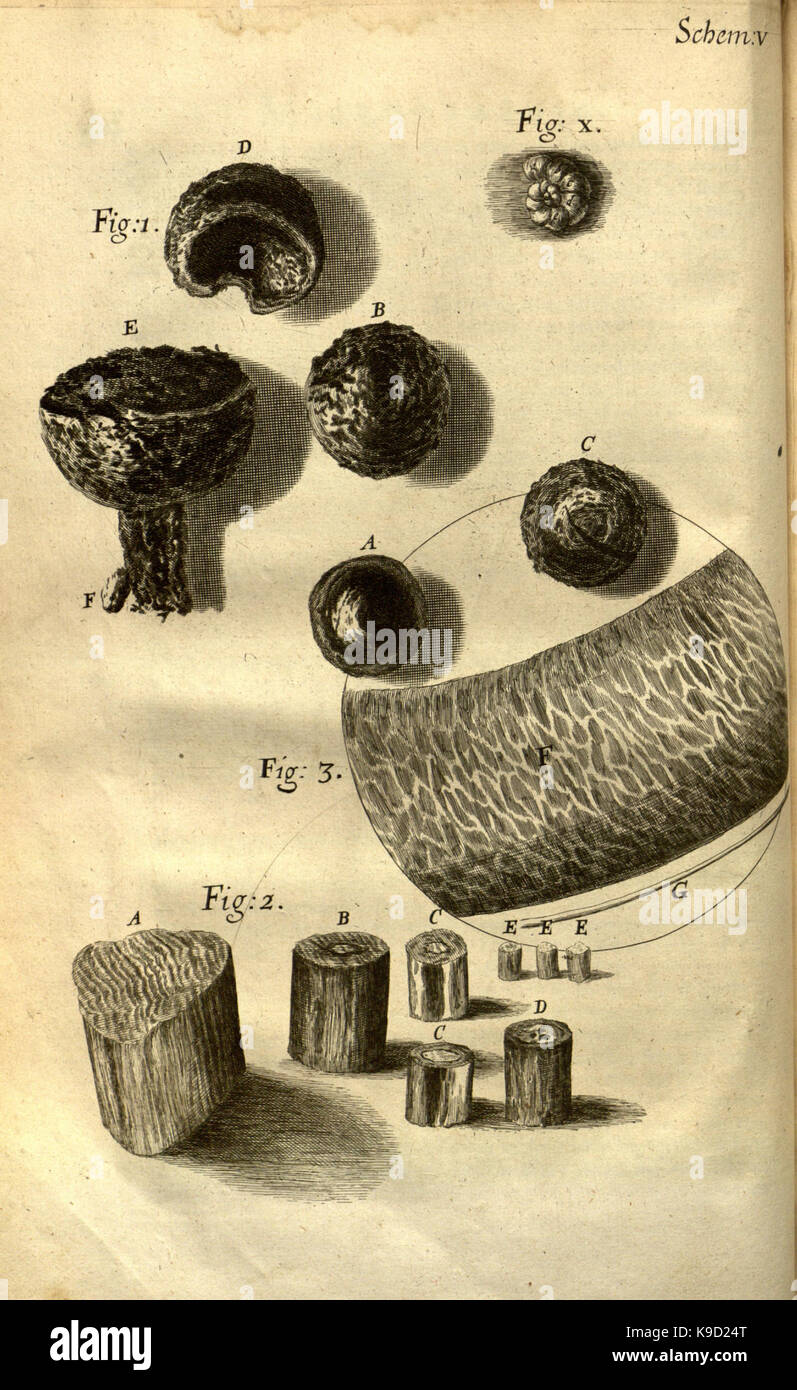 Micrographia, or, Some physiological descriptions of minute bodies made ...