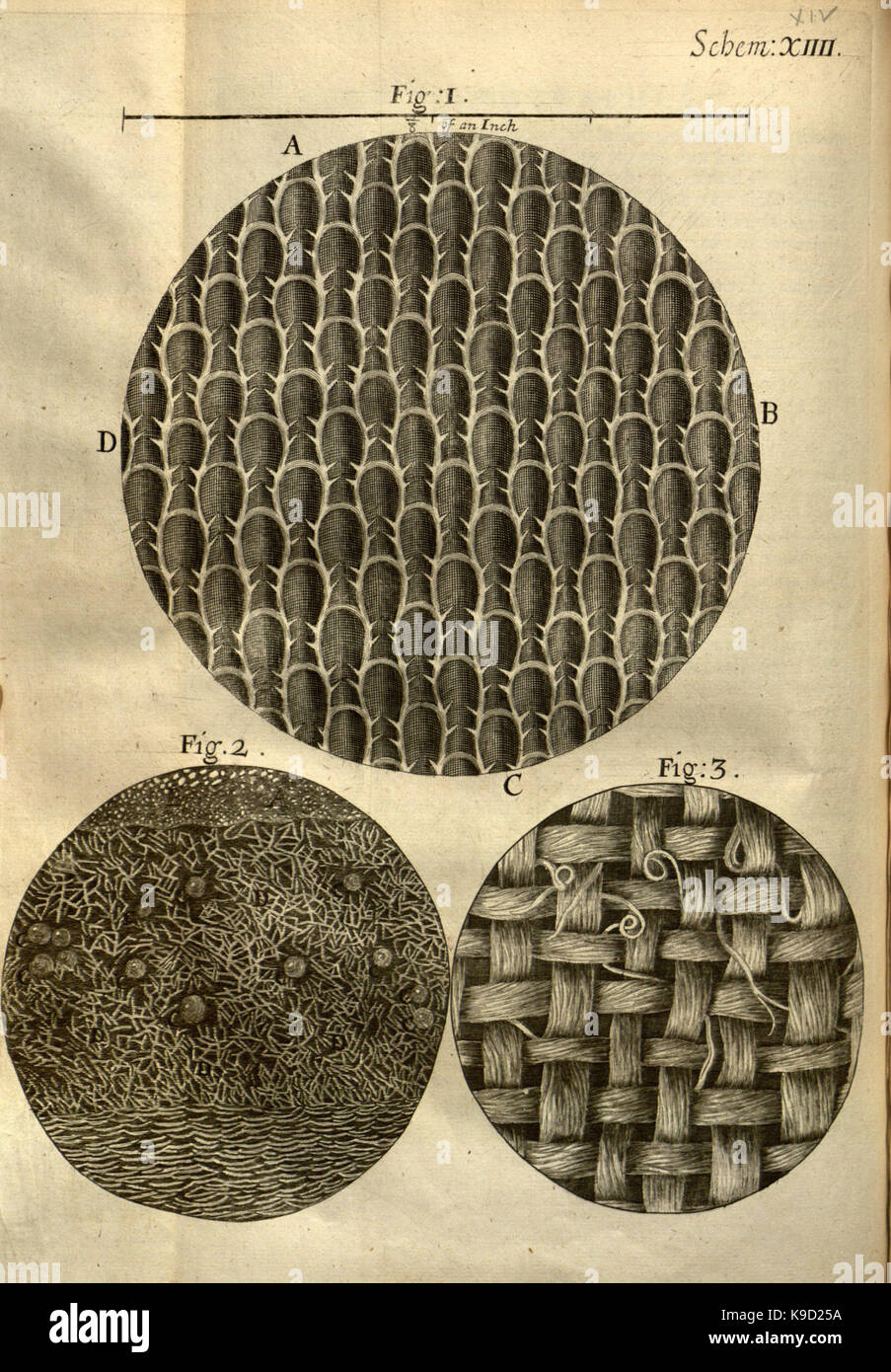 Micrographia, or, Some physiological descriptions of minute bodies made ...