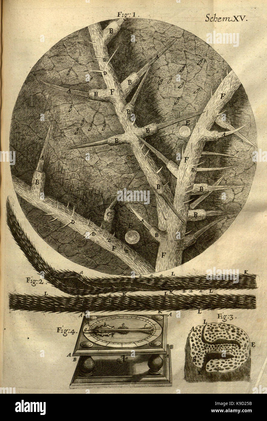 Micrographia, or, Some physiological descriptions of minute bodies made ...