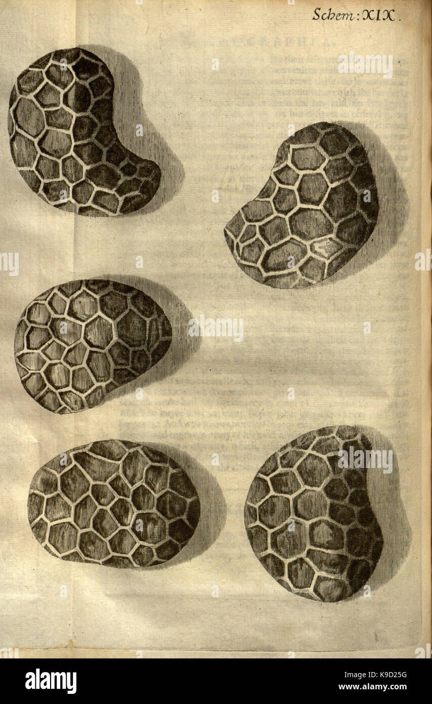 Micrographia, or, Some physiological descriptions of minute bodies made ...