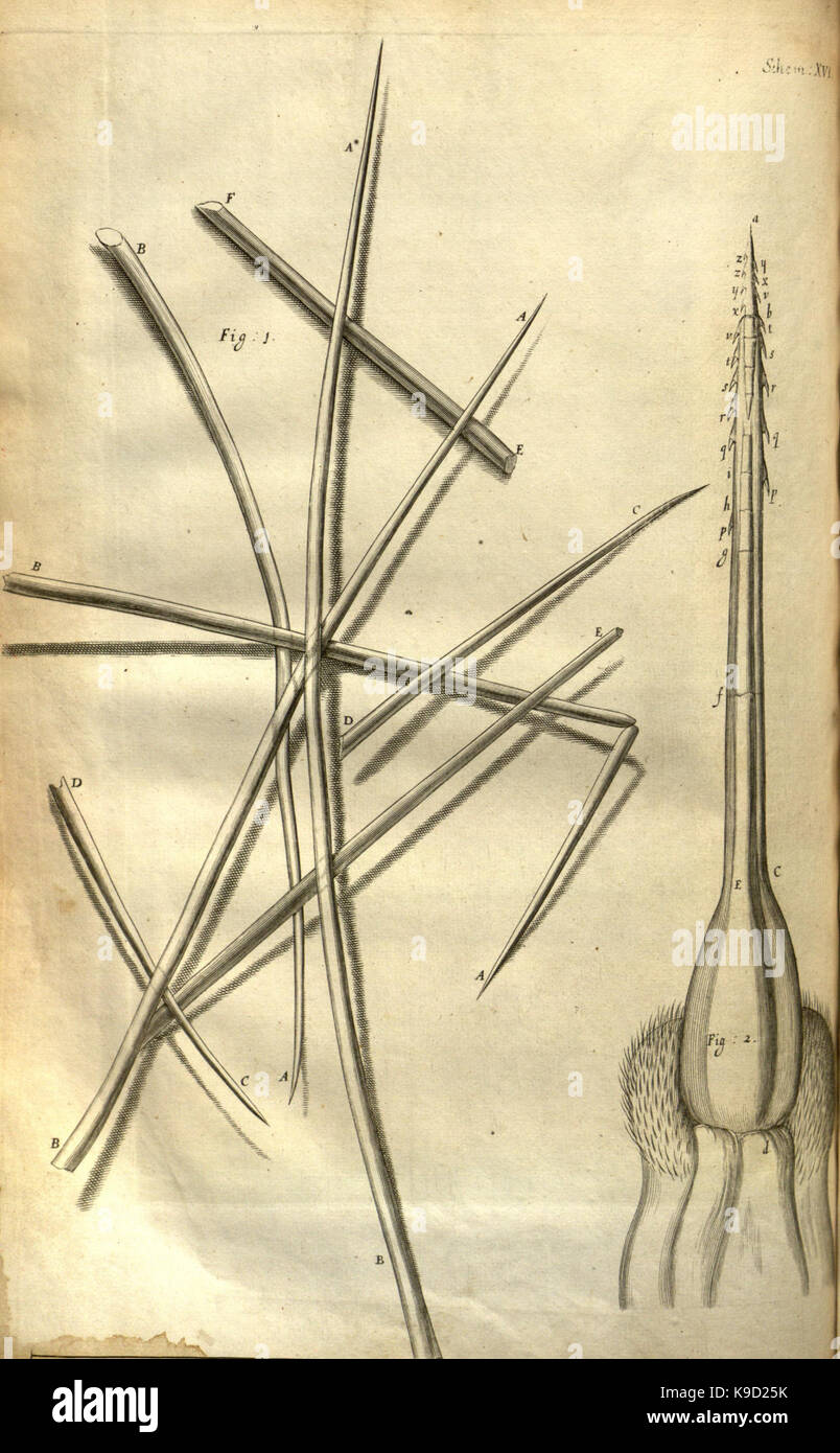 Micrographia, or, Some physiological descriptions of minute bodies made ...