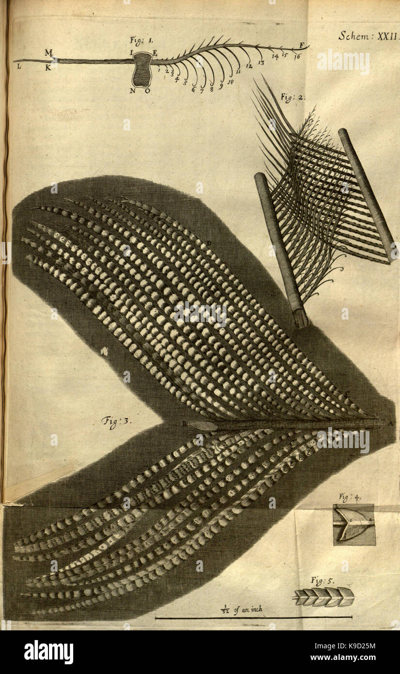 Micrographia, or, Some physiological descriptions of minute bodies made ...