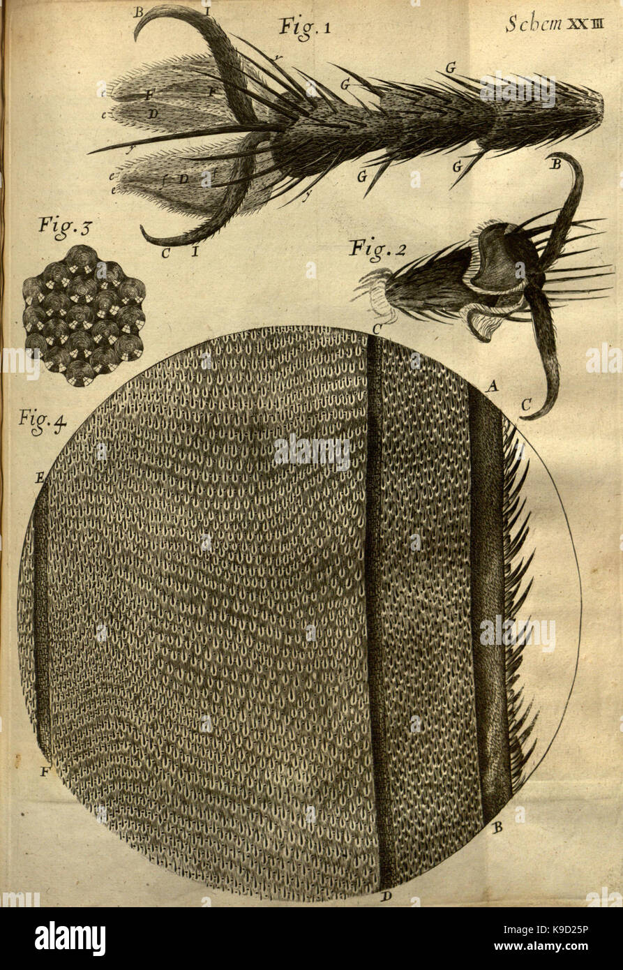 Micrographia, or, Some physiological descriptions of minute bodies made ...