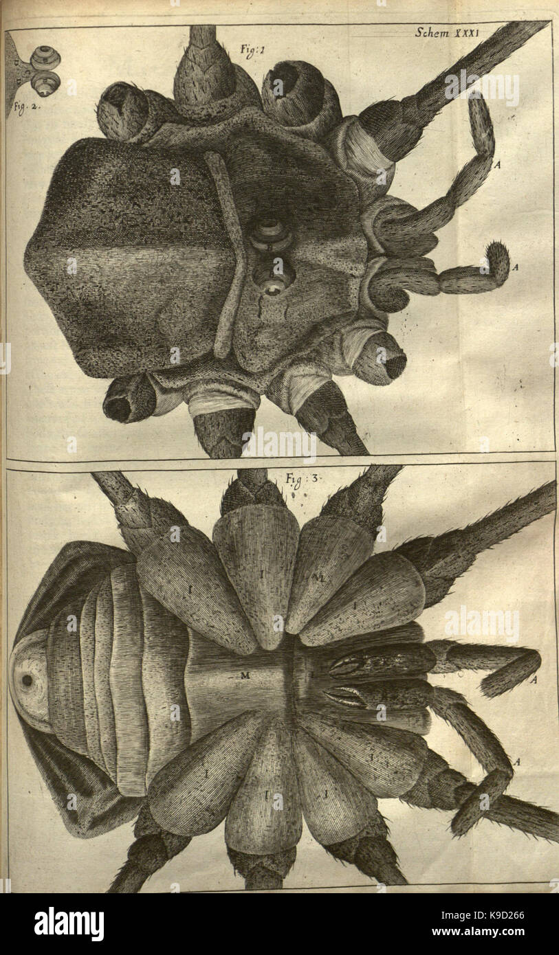 Micrographia, or, Some physiological descriptions of minute bodies made ...