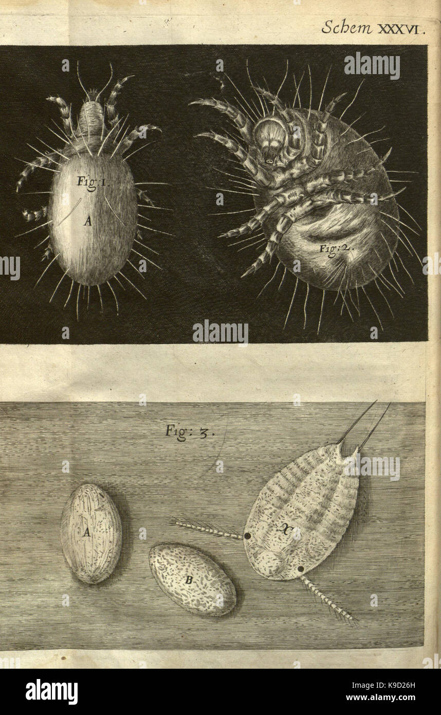 Micrographia, or, Some physiological descriptions of minute bodies made ...