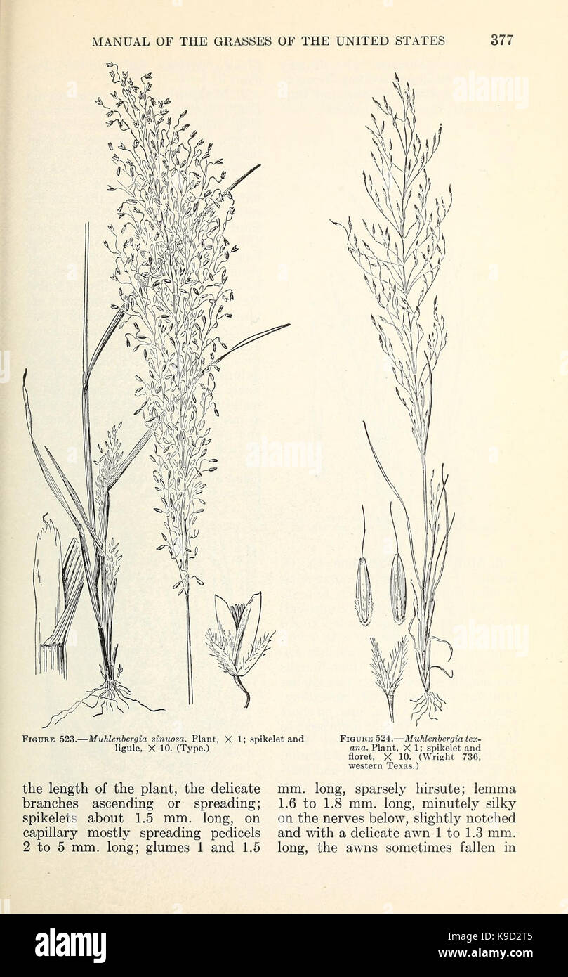 Classification of grass species hi-res stock photography and images - Alamy