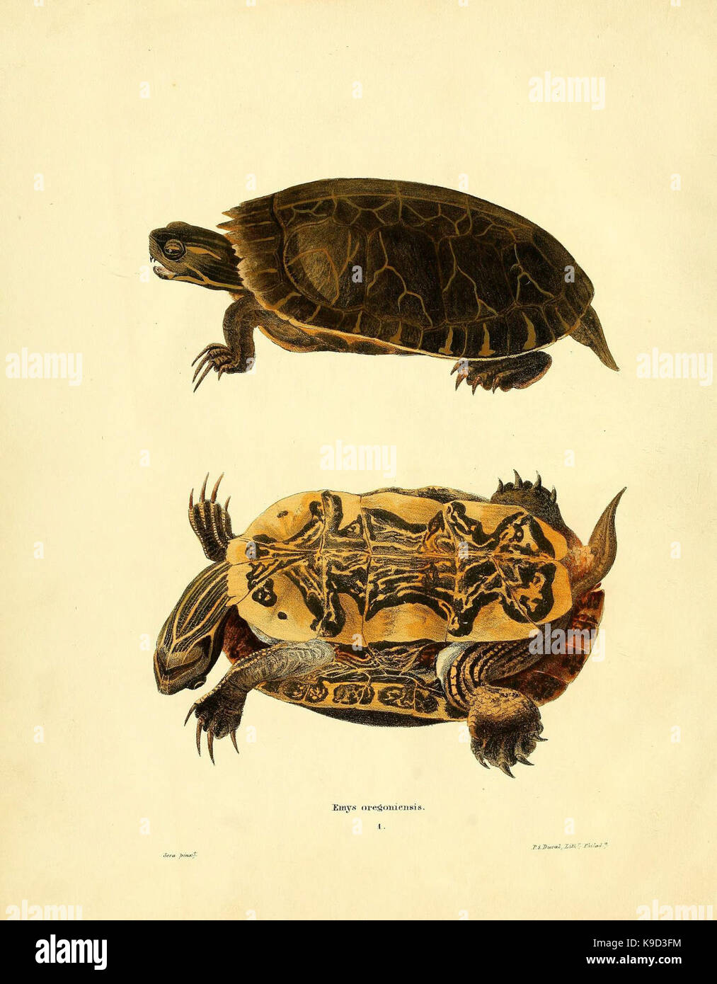 North American herpetology, or, A description of the reptiles ...