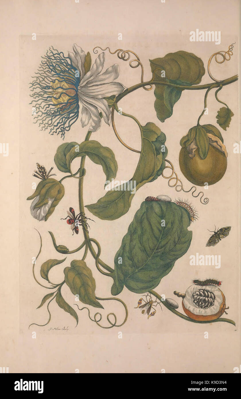 18th century suriname hi-res stock photography and images - Alamy