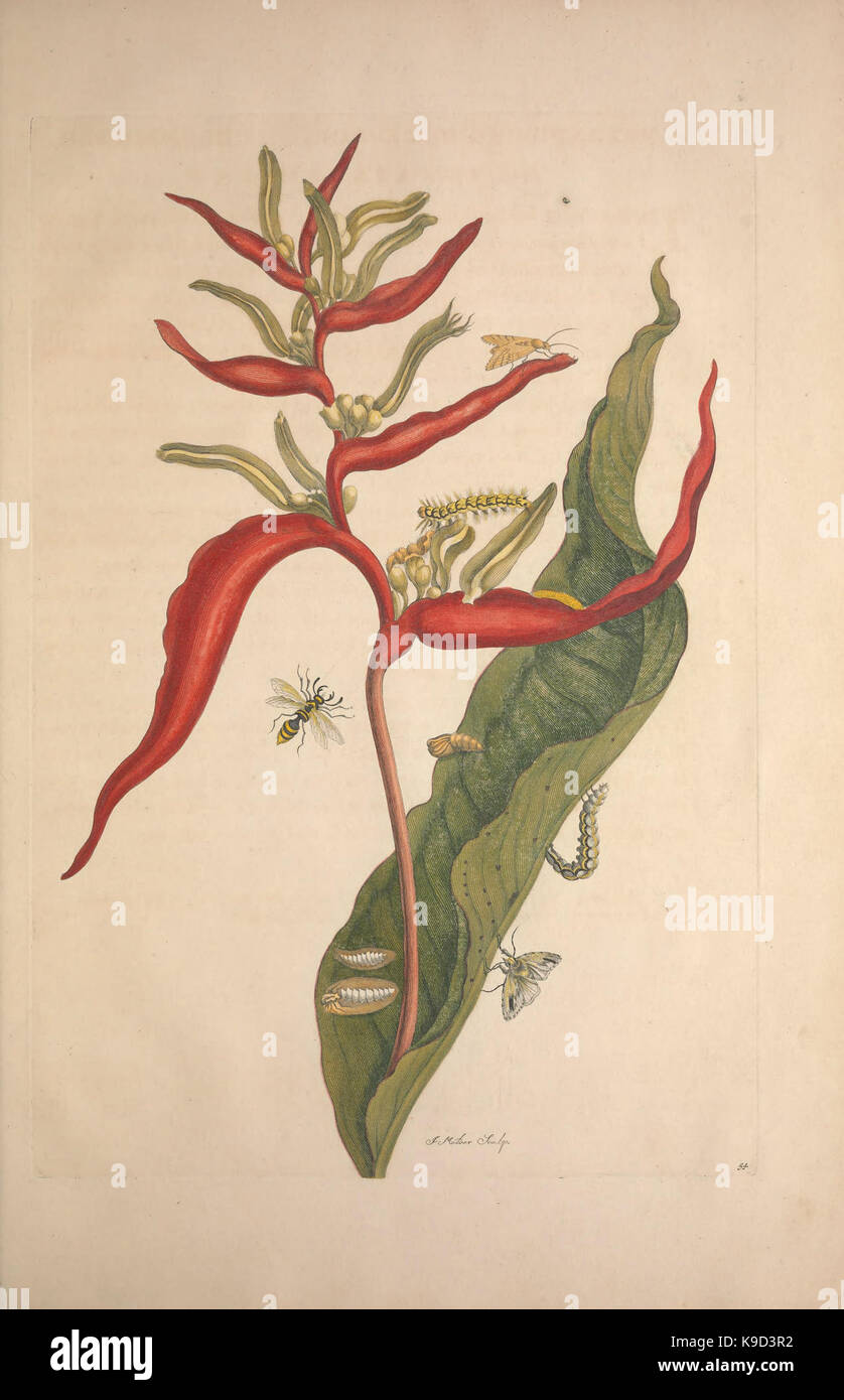 Maria sibylla merian suriname hi-res stock photography and images - Alamy