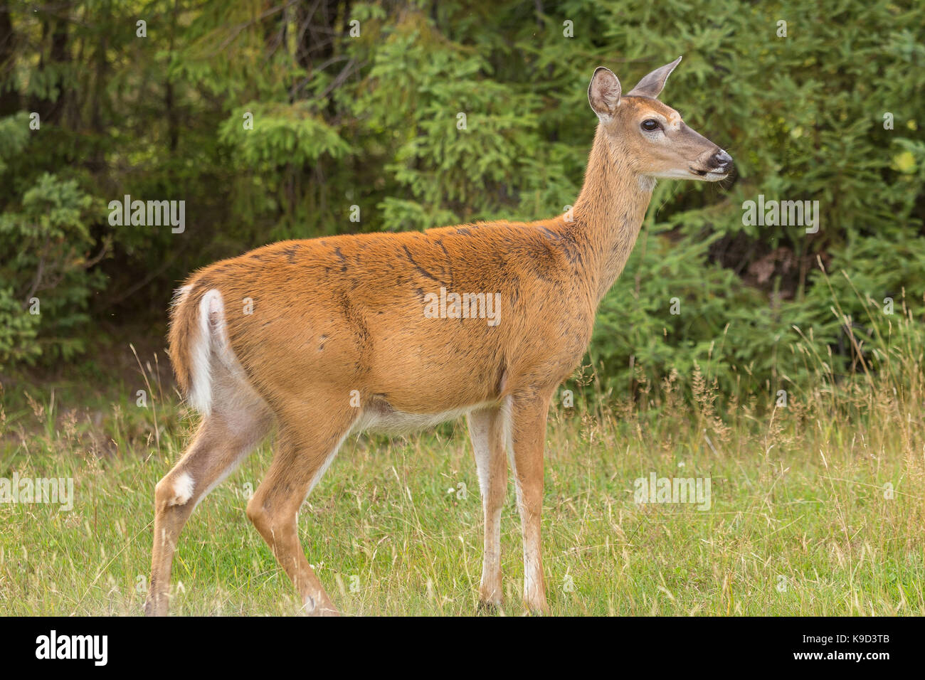 A white tailed deer is seen at the Zoo Sauvage in St. Felicien, Quebec ...