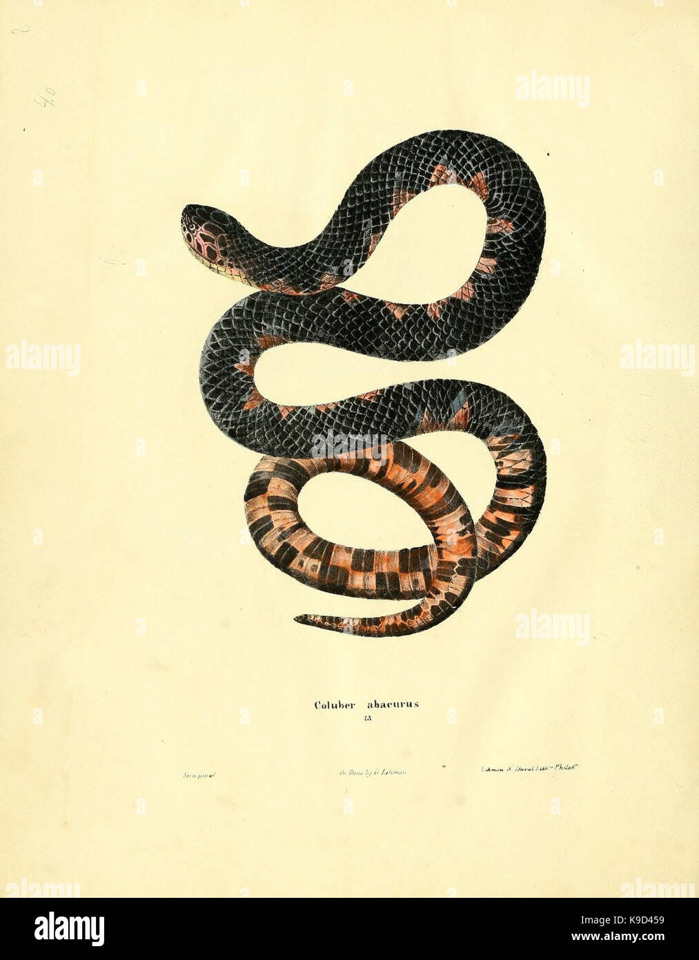 North American herpetology, or, A description of the reptiles ...