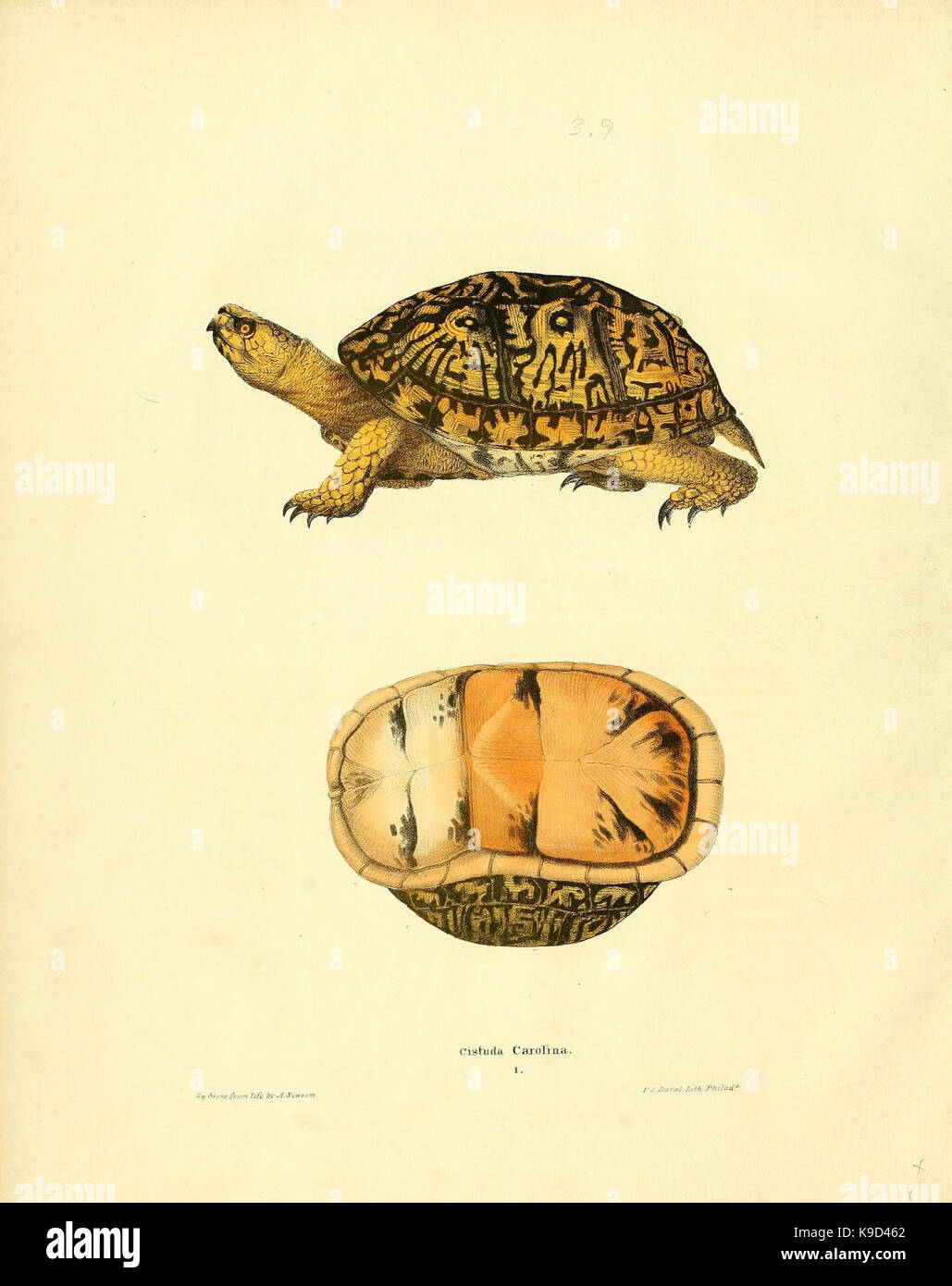 North American herpetology, or, A description of the reptiles ...