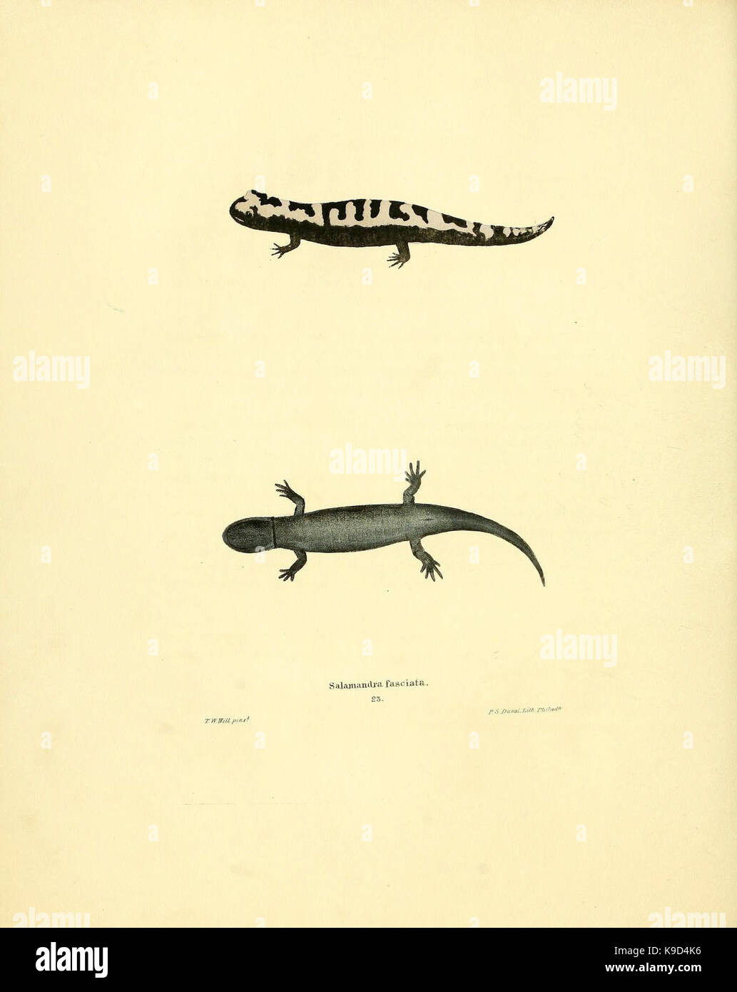 North American herpetology, or, A description of the reptiles ...