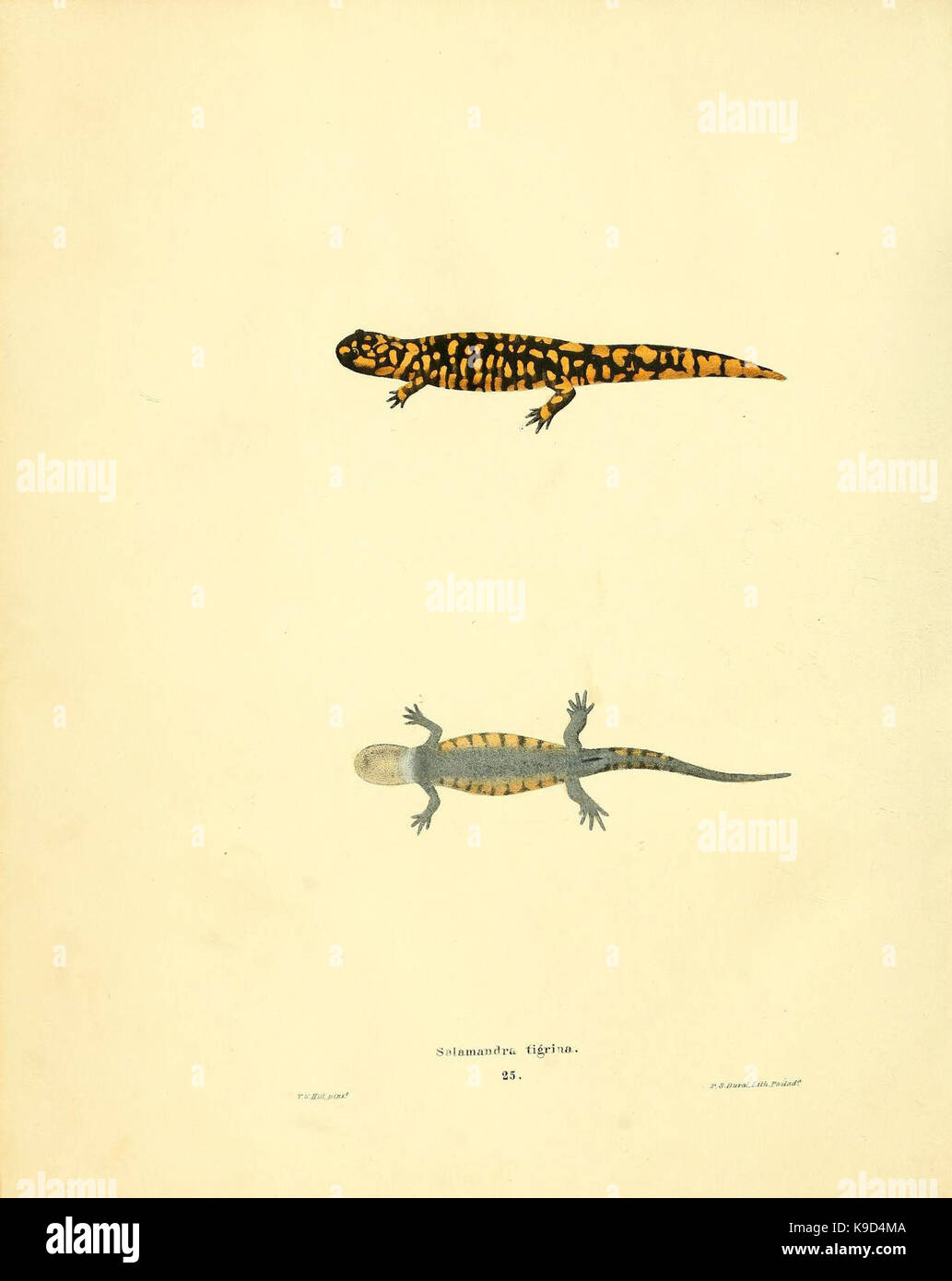 North American herpetology, or, A description of the reptiles ...