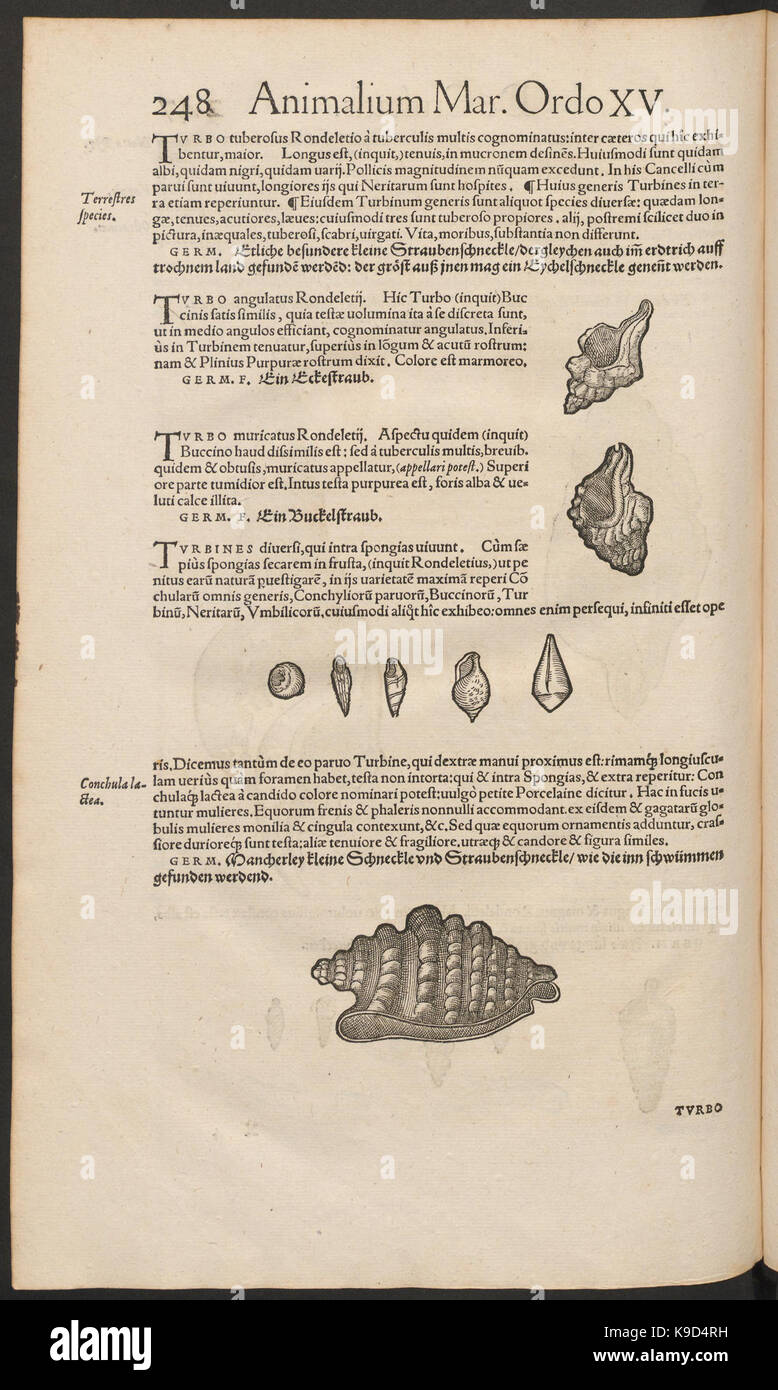Nomenclator aquatilium animantium (Page 248) BHL31873302 Stock Photo ...