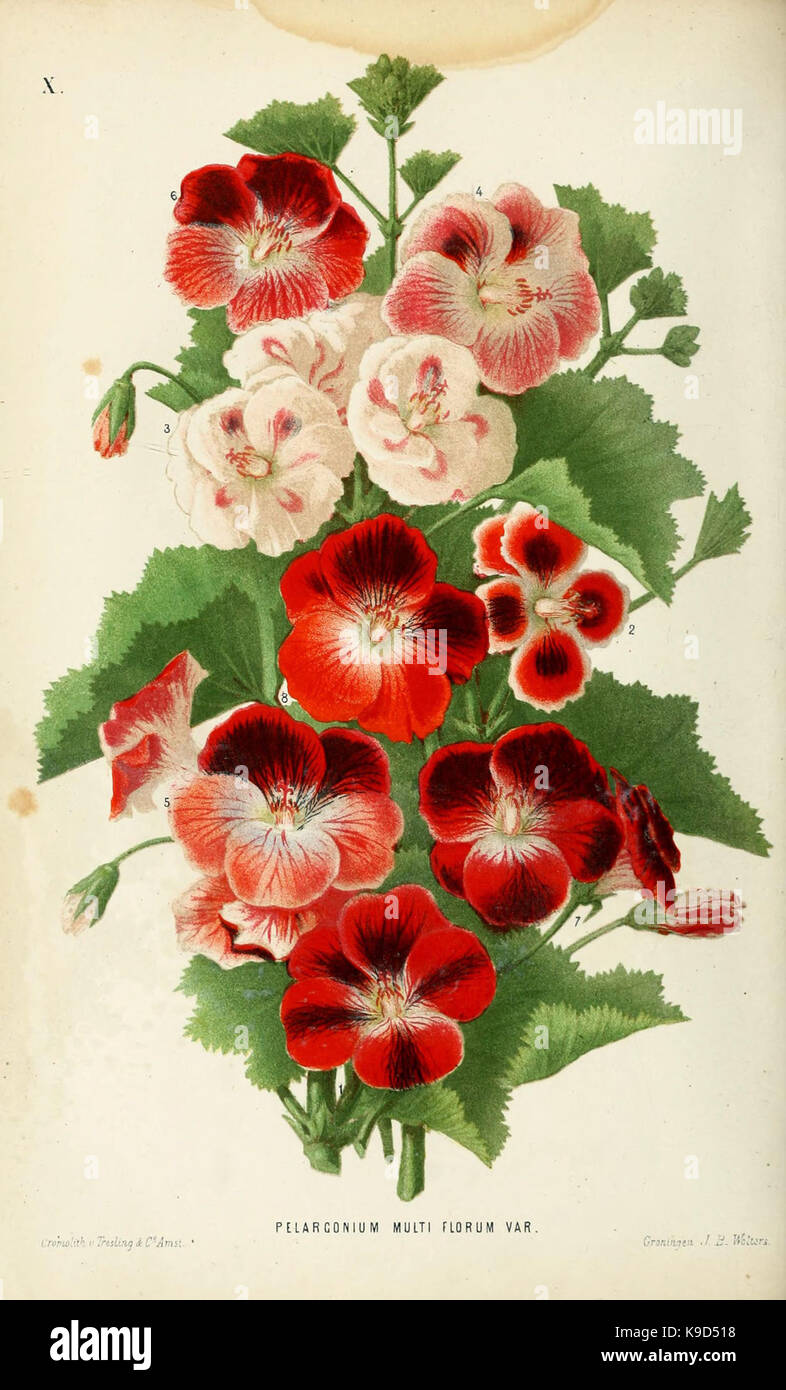 This botanical illustration from Neerland's Plantentuin (Dutch Botanic ...