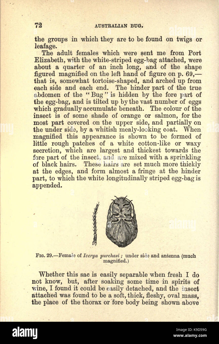 Notes and descriptions of a few injurious farm and fruit insects of ...