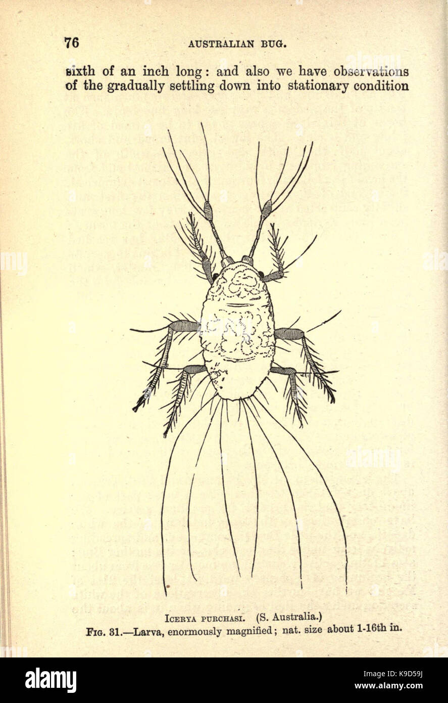 Notes and descriptions of a few injurious farm and fruit insects of ...