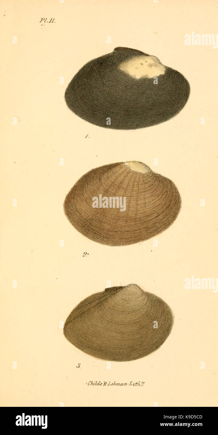 New fresh water shells of the United States (Pl. 2) (6130207532 Stock ...