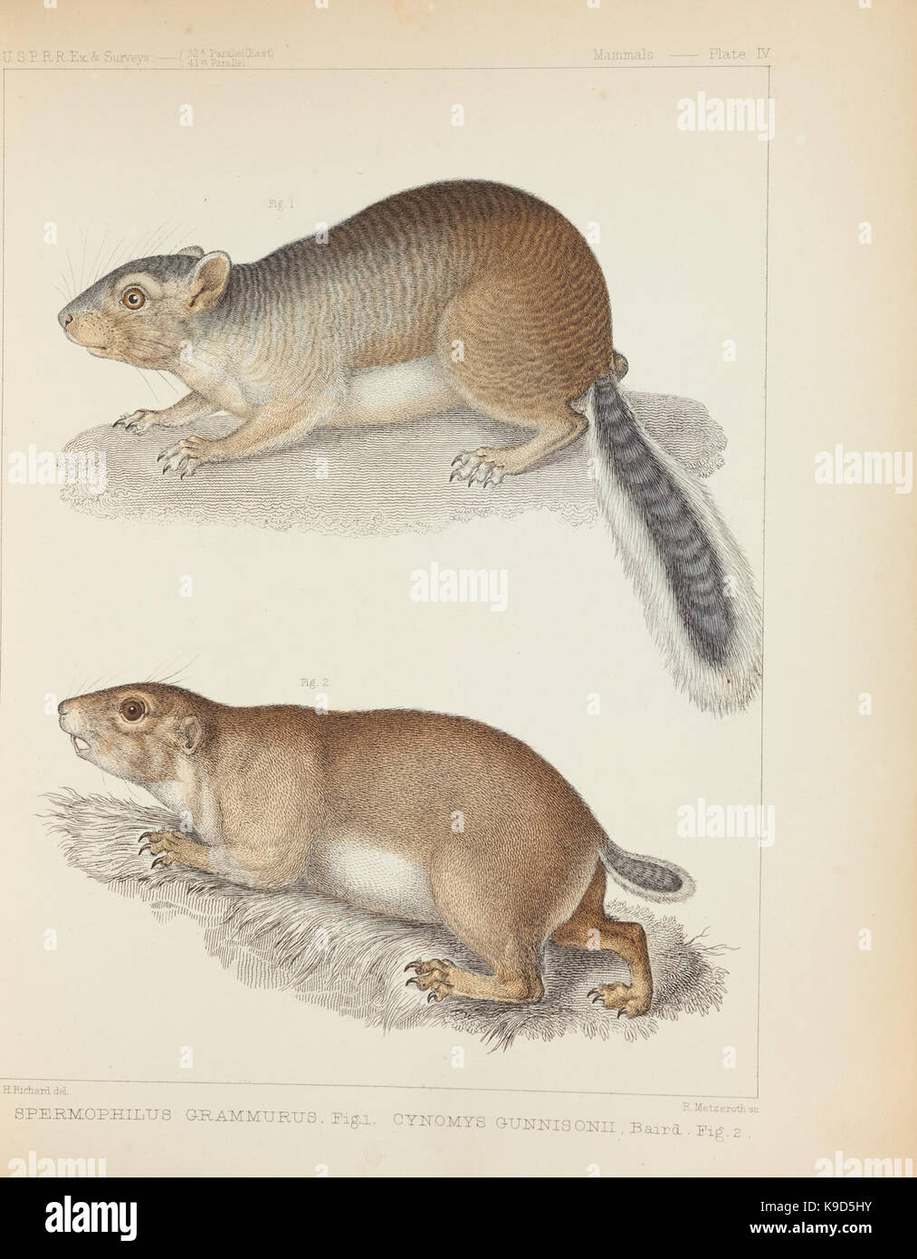 Mammals of North America; the description of species based chiefly on ...