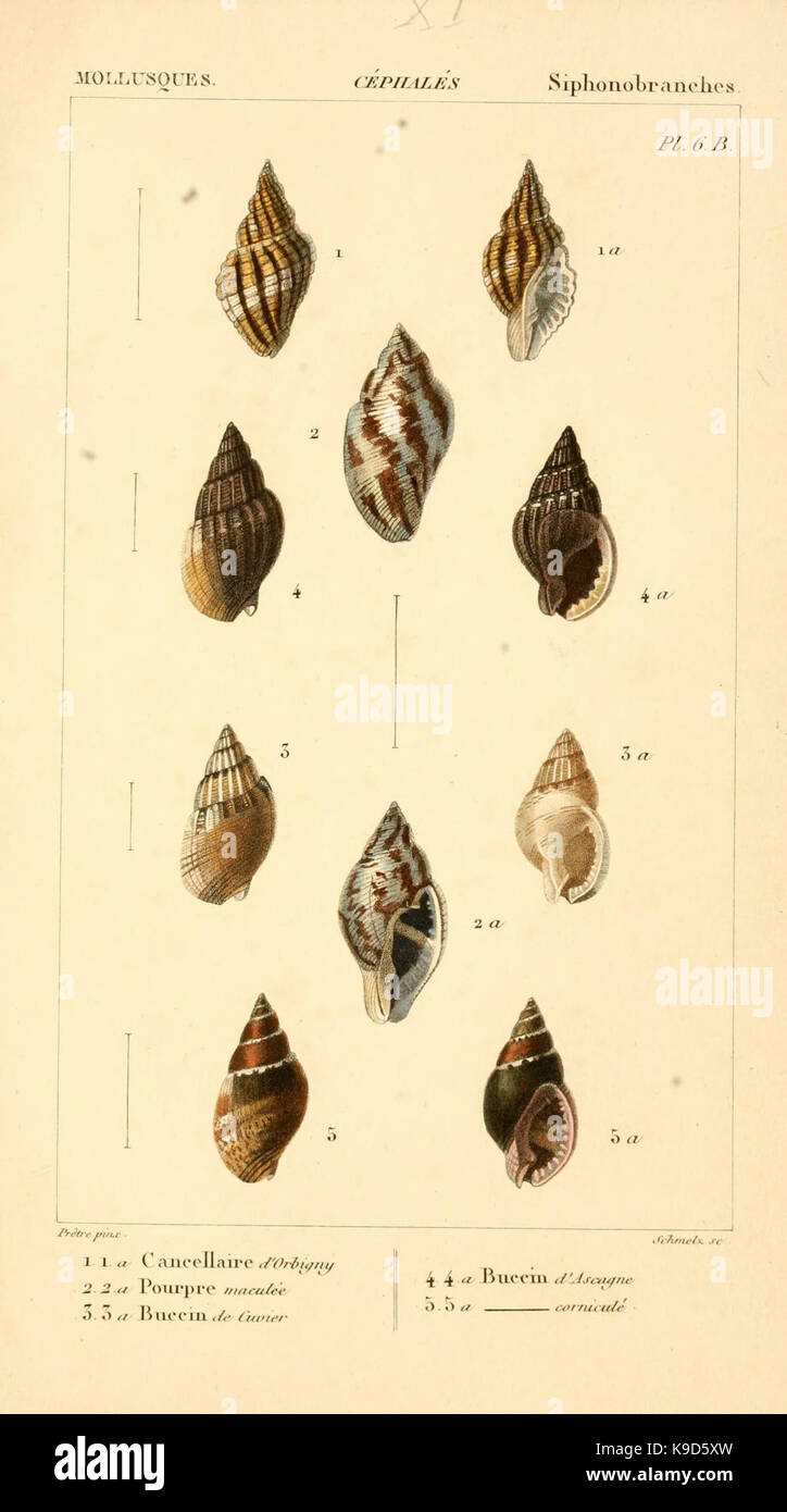 Malacozoaires, ou, Animaux mollusques (6260152603 Stock Photo - Alamy
