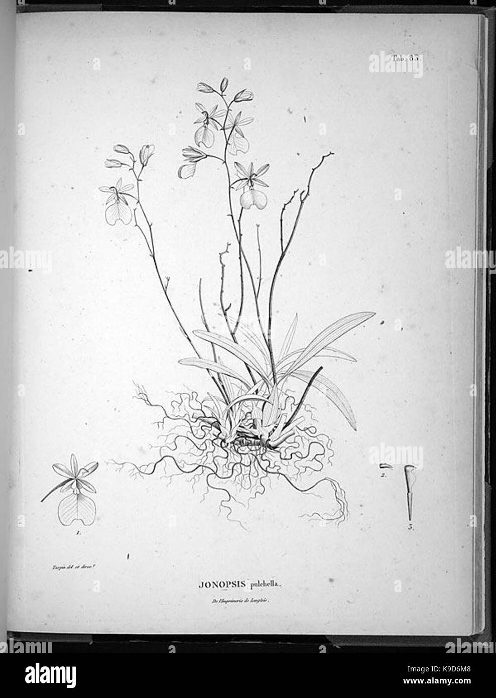 This illustration from 'Nova Genera et Species Plantarum' depicts a new ...